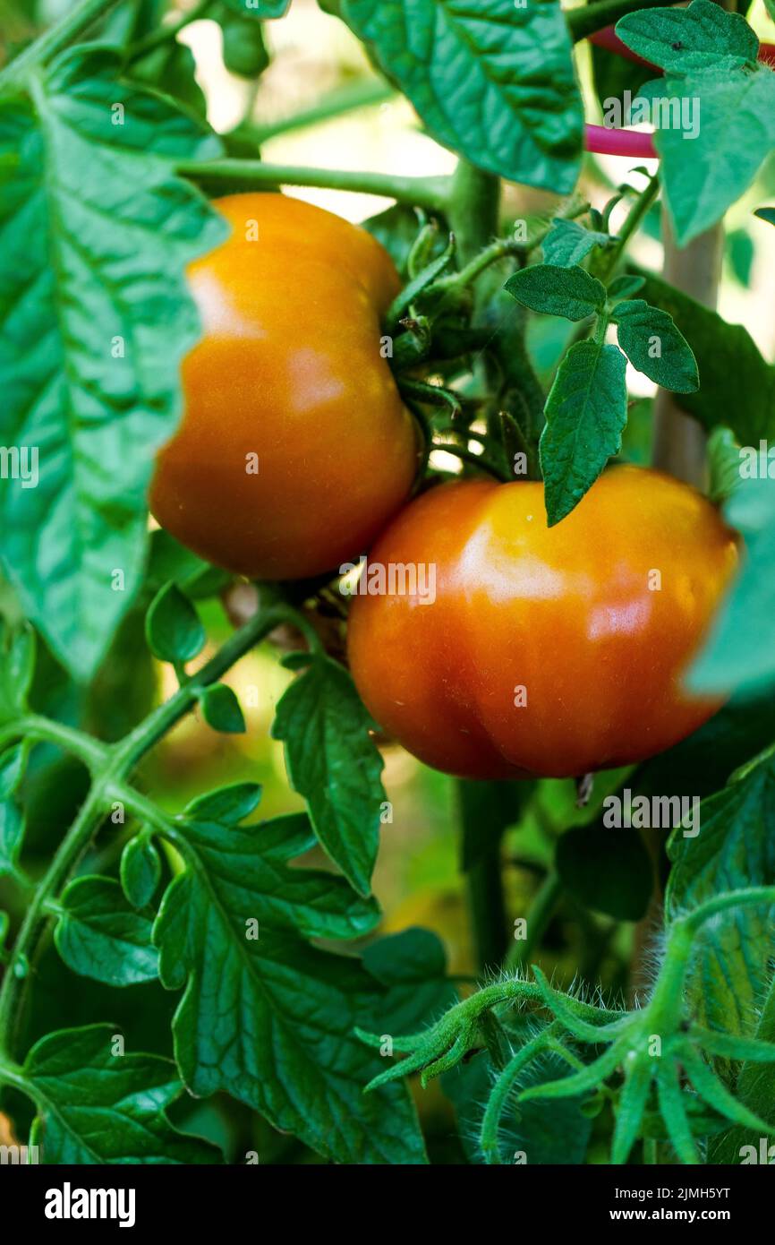 Maturing tomatoes, Bron, Rhone, AURA Region, Central-Eastern France Stock Photo - Alamy