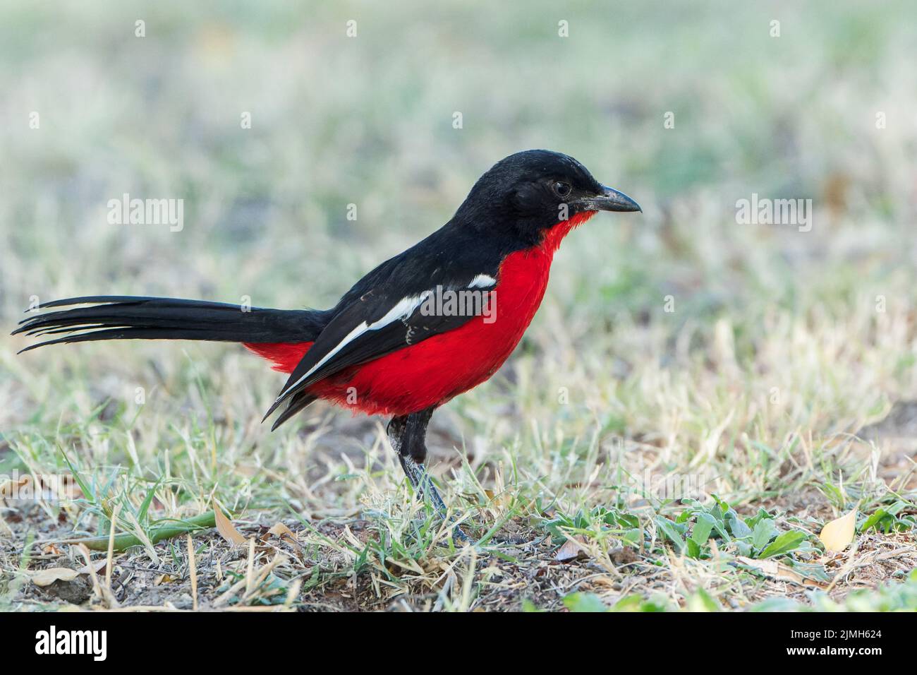 crimson-breasted shrike, Laniarius atrococcineus, single adult standing ...