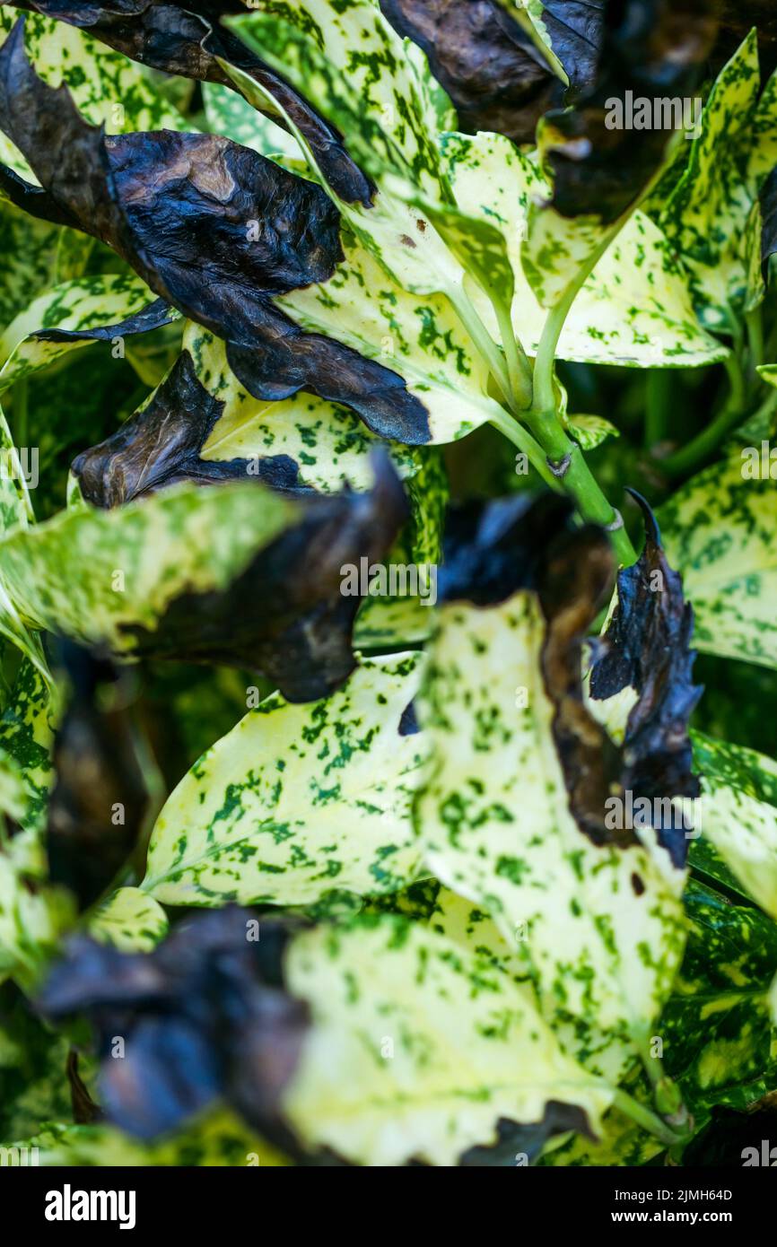 Plant leaves burned by heat wave, private garden, Bron, Rhone, AURA ...