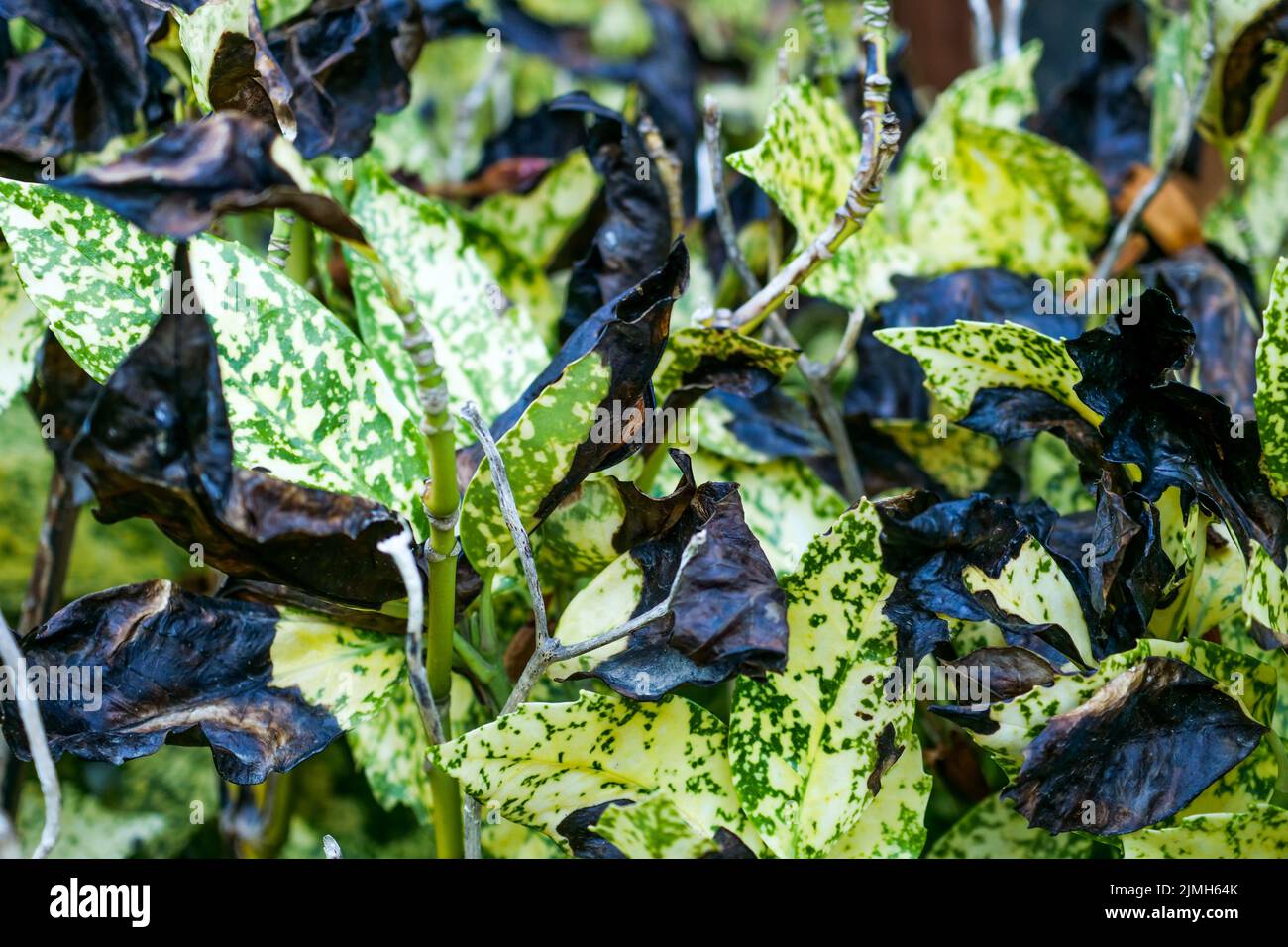 Plant leaves burned by heat wave, private garden, Bron, Rhone, AURA ...