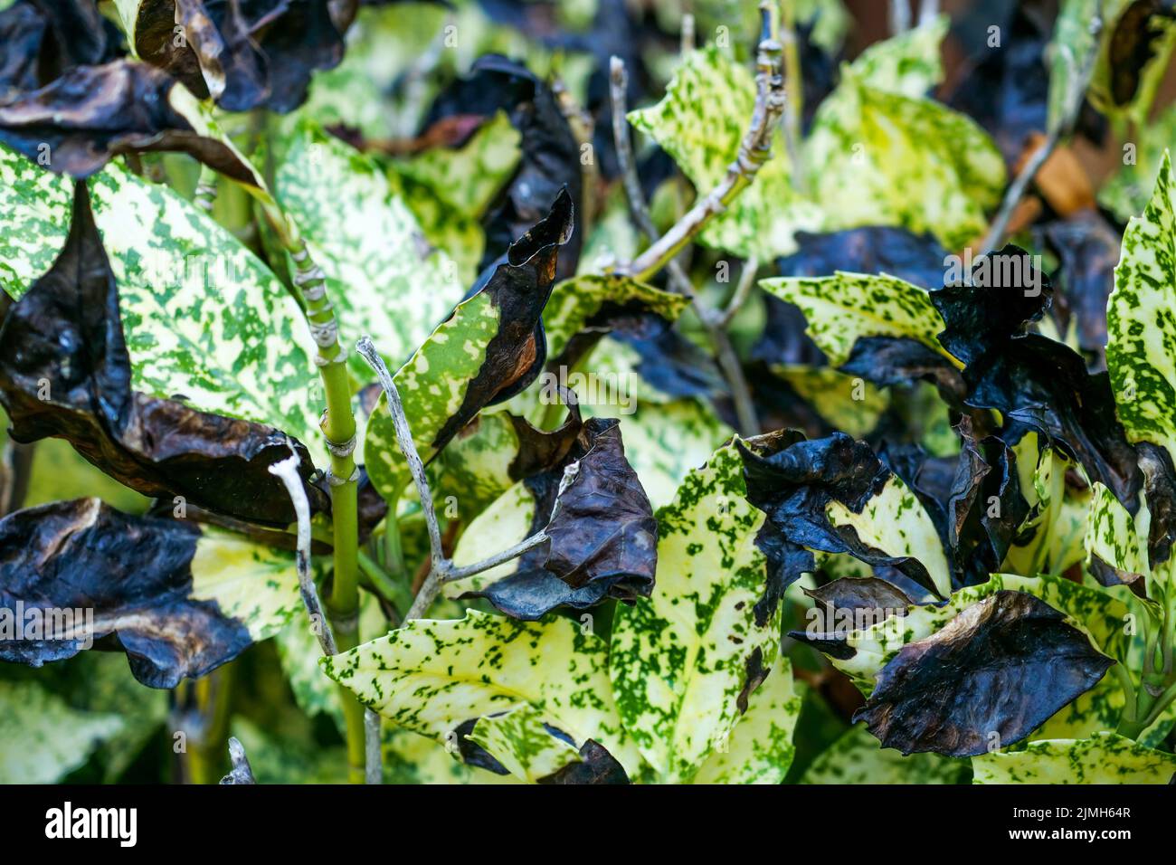 Plant leaves burned by heat wave, private garden, Bron, Rhone, AURA ...