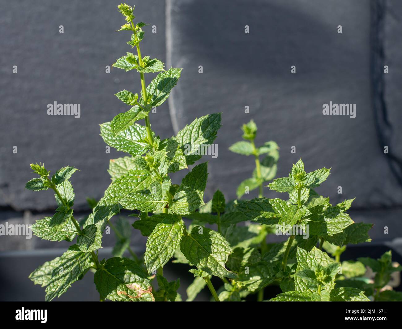 Mint plant on balcony hi-res stock photography and images - Alamy