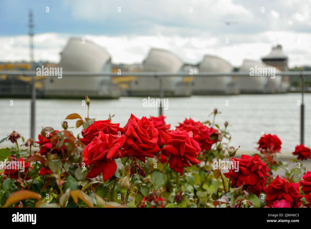 A closeup of bright red rose bush with a background of sea Stock Photo ...