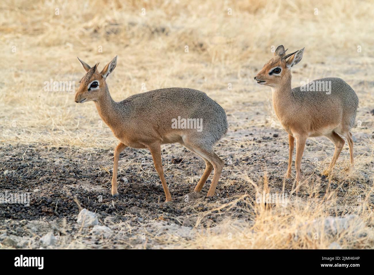 Kirk's dik-dik antelope, Madoqua kirkii, male and female standing together on short vegetation ...