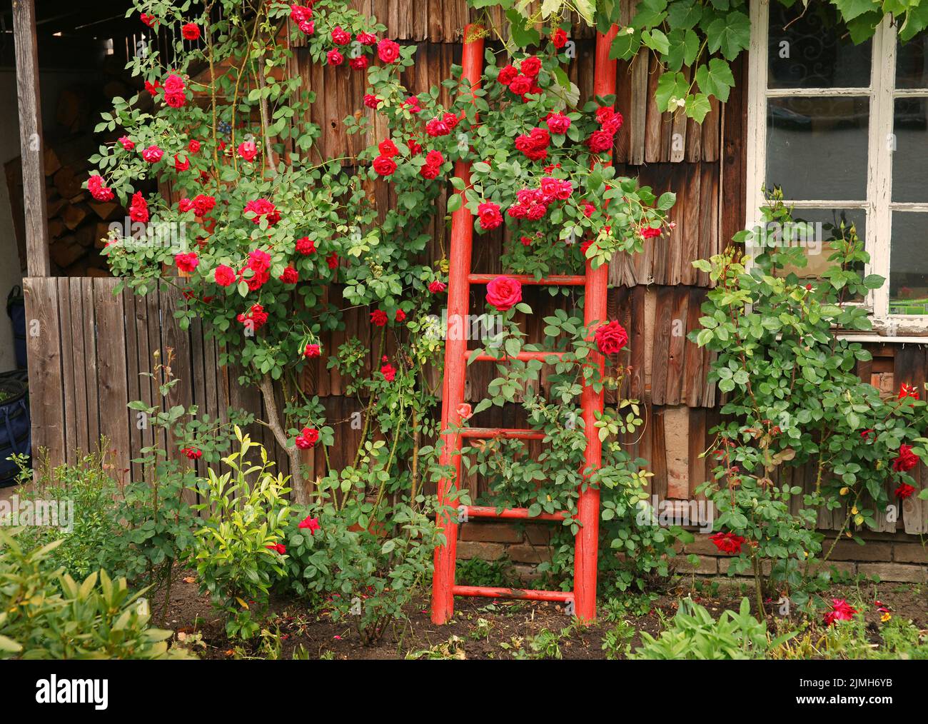 Farm ladder hi-res stock photography and images - Alamy