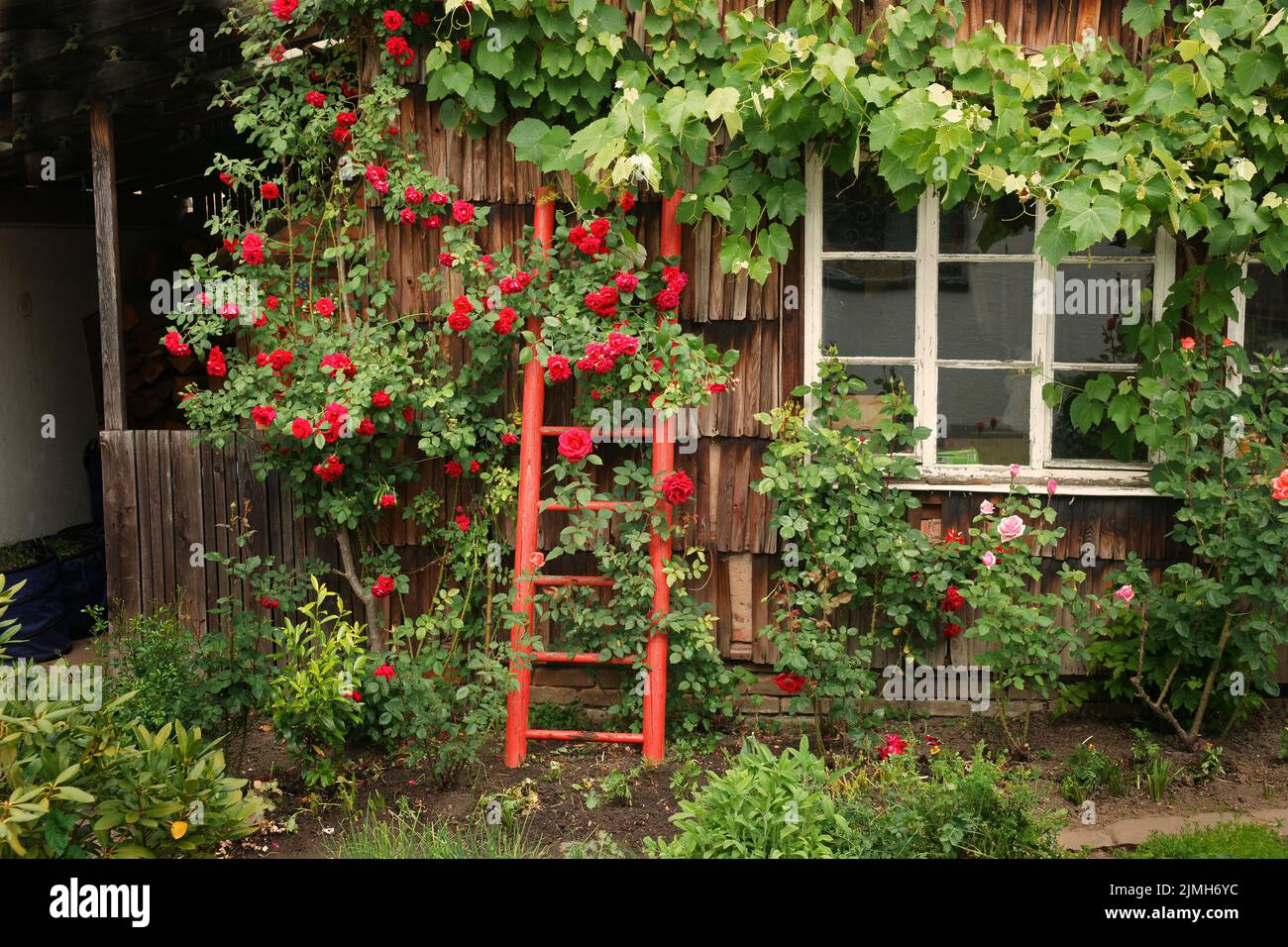 Farm garden with red ladder Stock Photo - Alamy