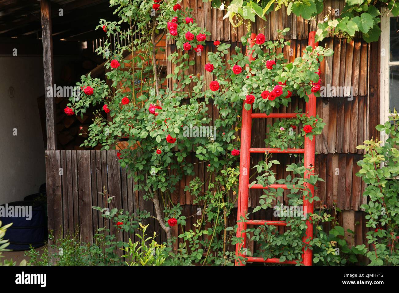 Farm garden with red ladder Stock Photo - Alamy