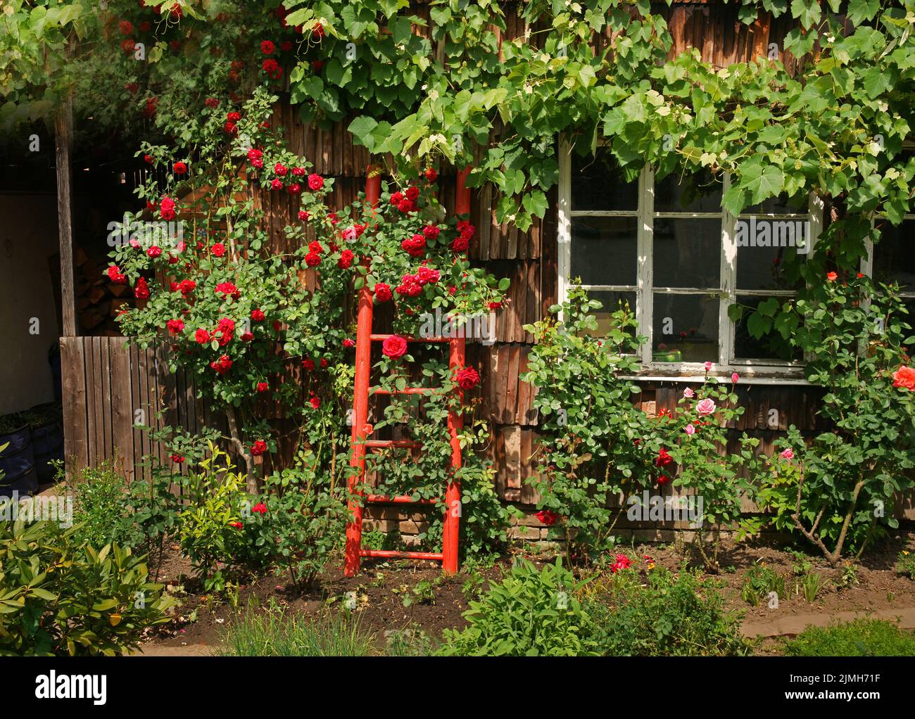 Farm garden with red ladder Stock Photo - Alamy