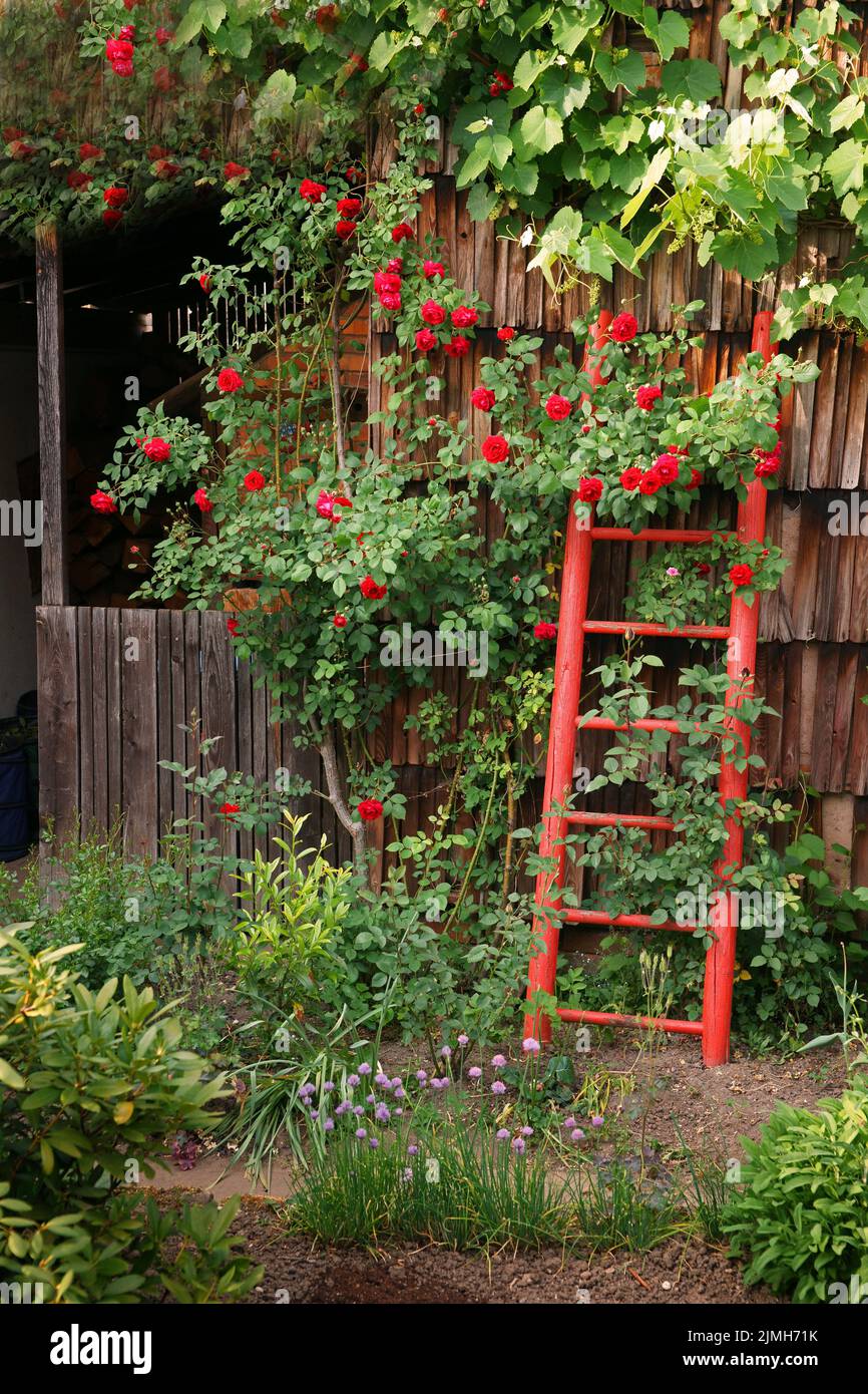 Farm garden with red ladder Stock Photo - Alamy