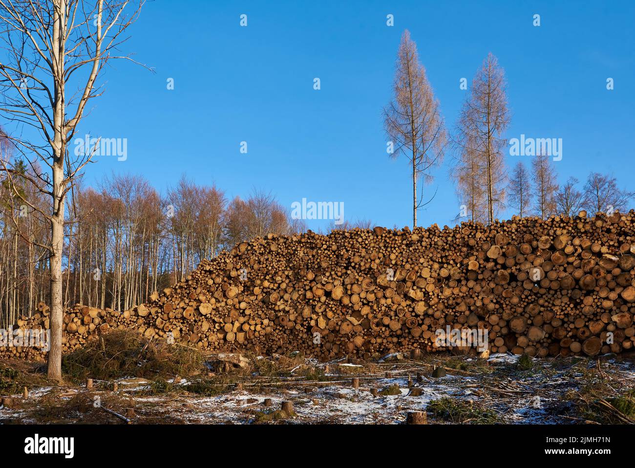 Bark beetle infestation Stock Photo - Alamy