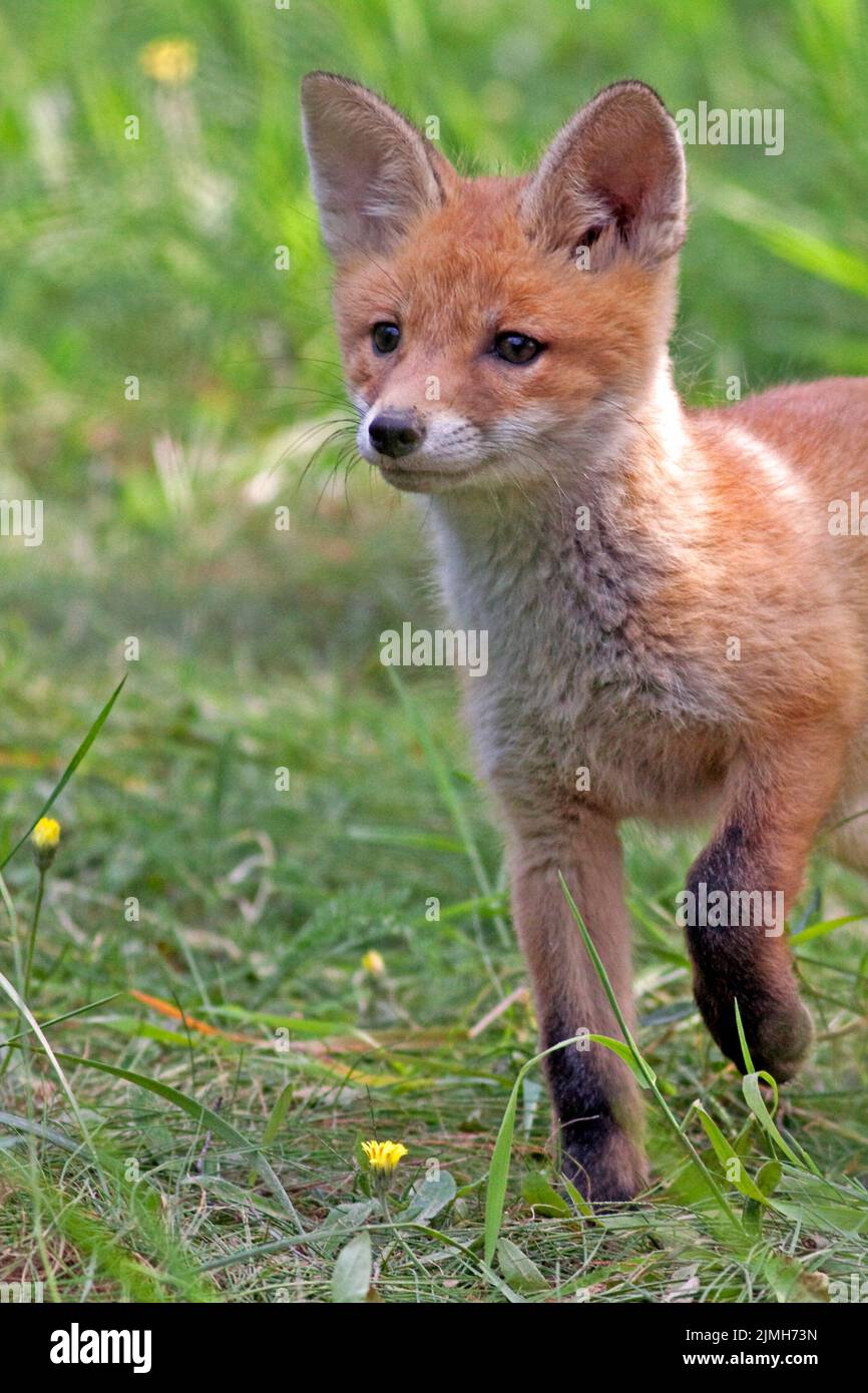 Fox in the wild, in a clearing Stock Photo - Alamy