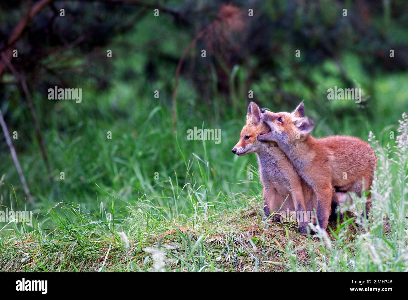 Red fox hunting mice hi-res stock photography and images - Alamy