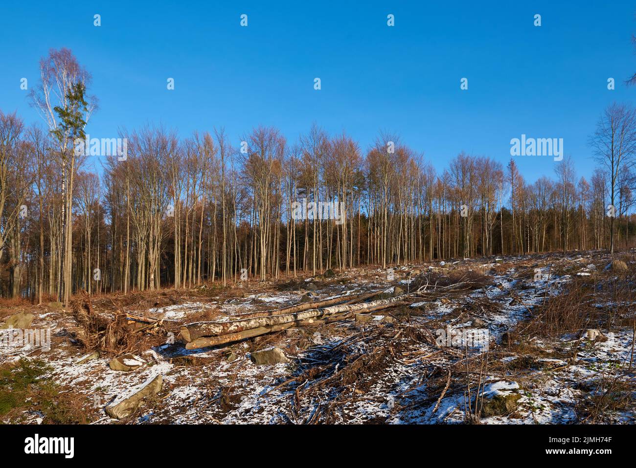 Bark beetle infestation Stock Photo - Alamy