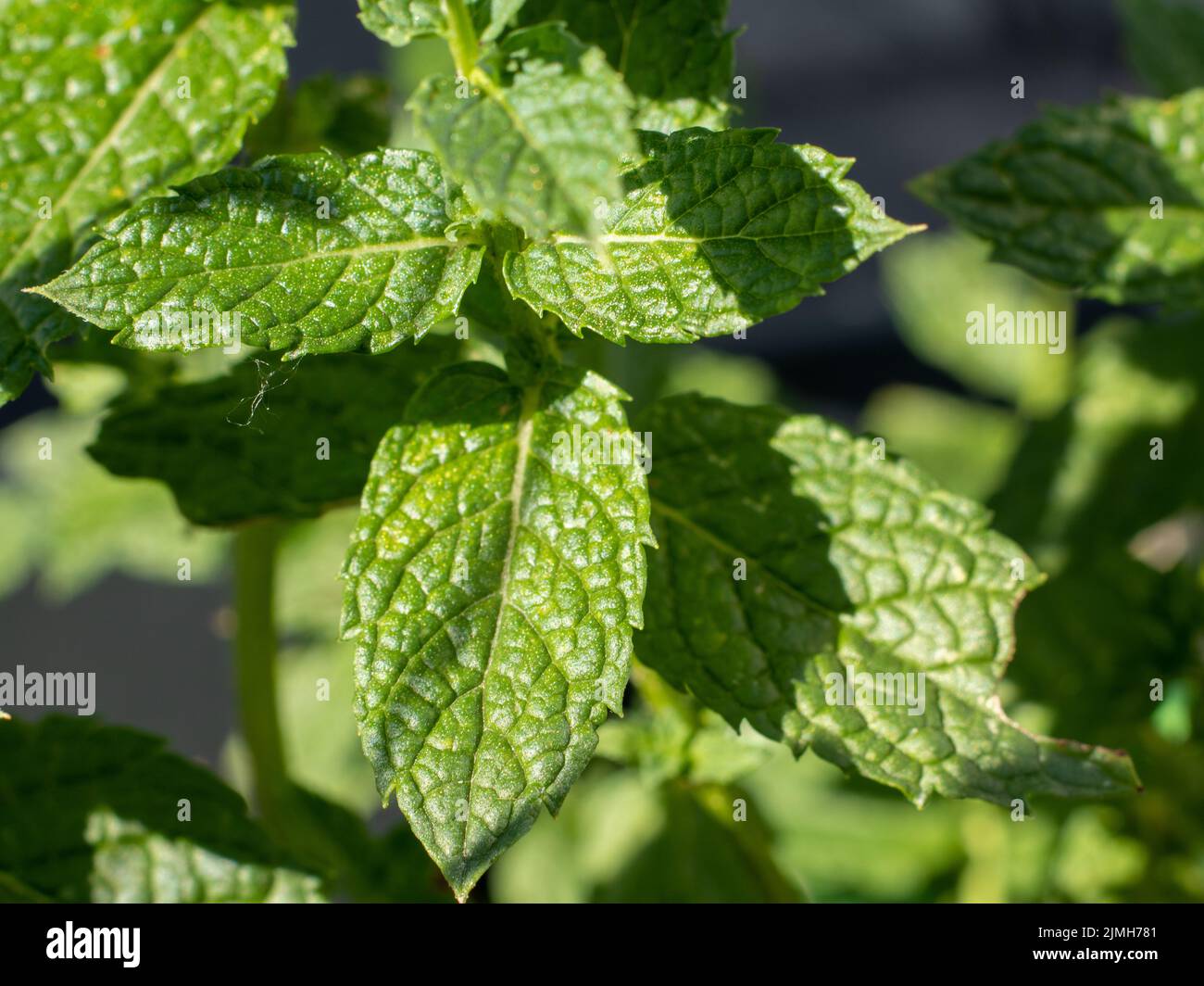 Homegrown mint in a raised bed in summer on a balcony Stock Photo - Alamy