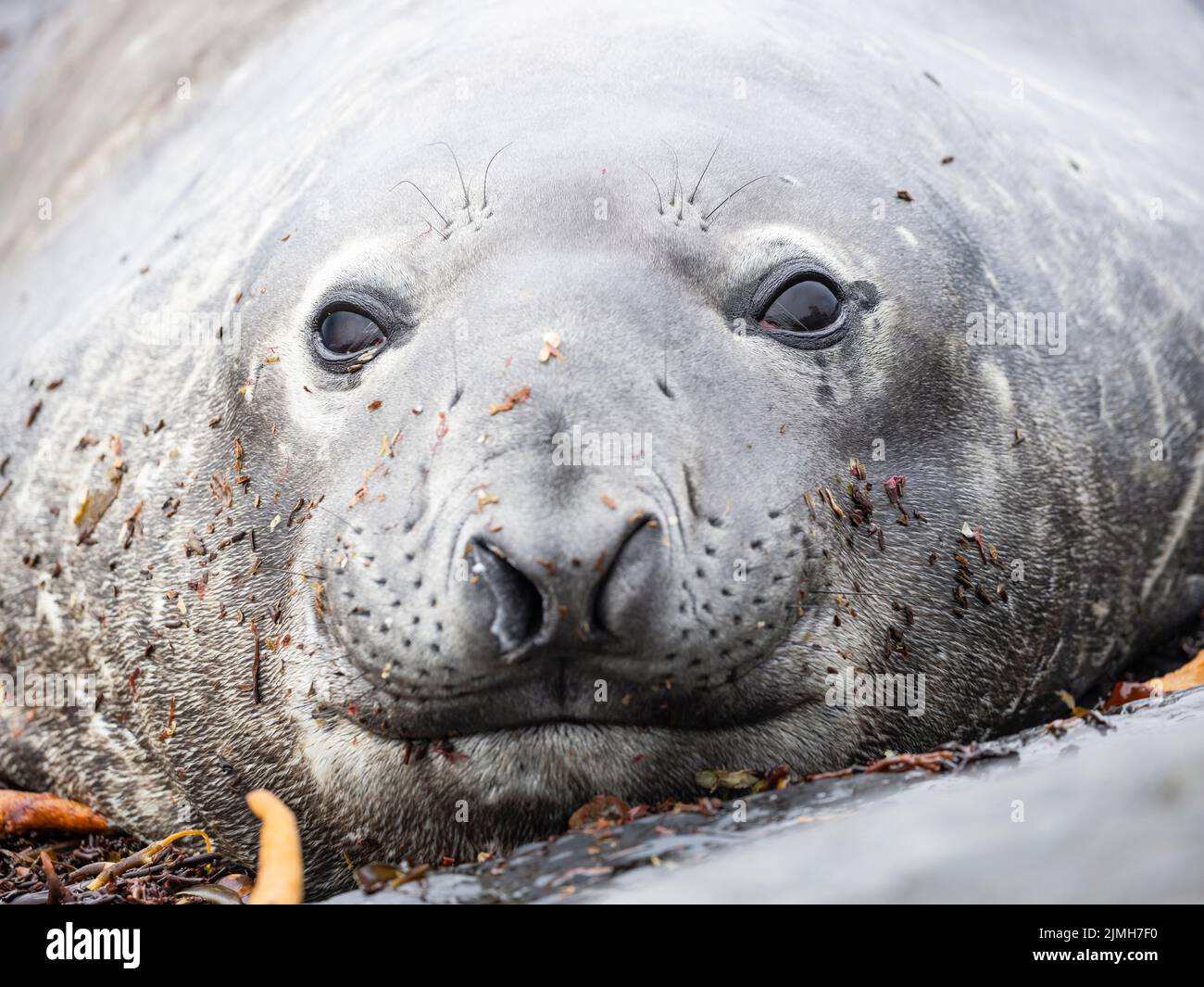 The southern elephant seal (Mirounga leonina) is the largest of the ...
