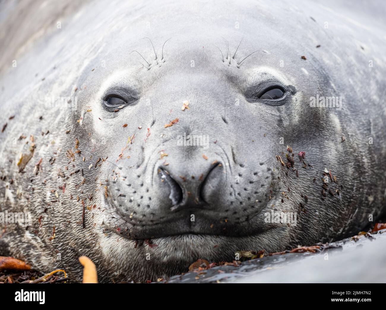 The southern elephant seal (Mirounga leonina) is the largest of the ...