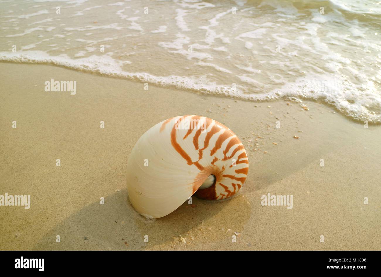 Nautilidaeone hi-res stock photography and images - Alamy