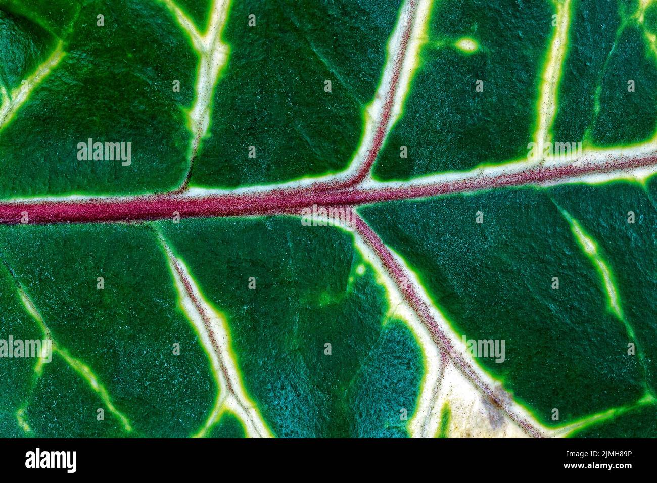 Nature leaf sprout texture hi-res stock photography and images - Alamy