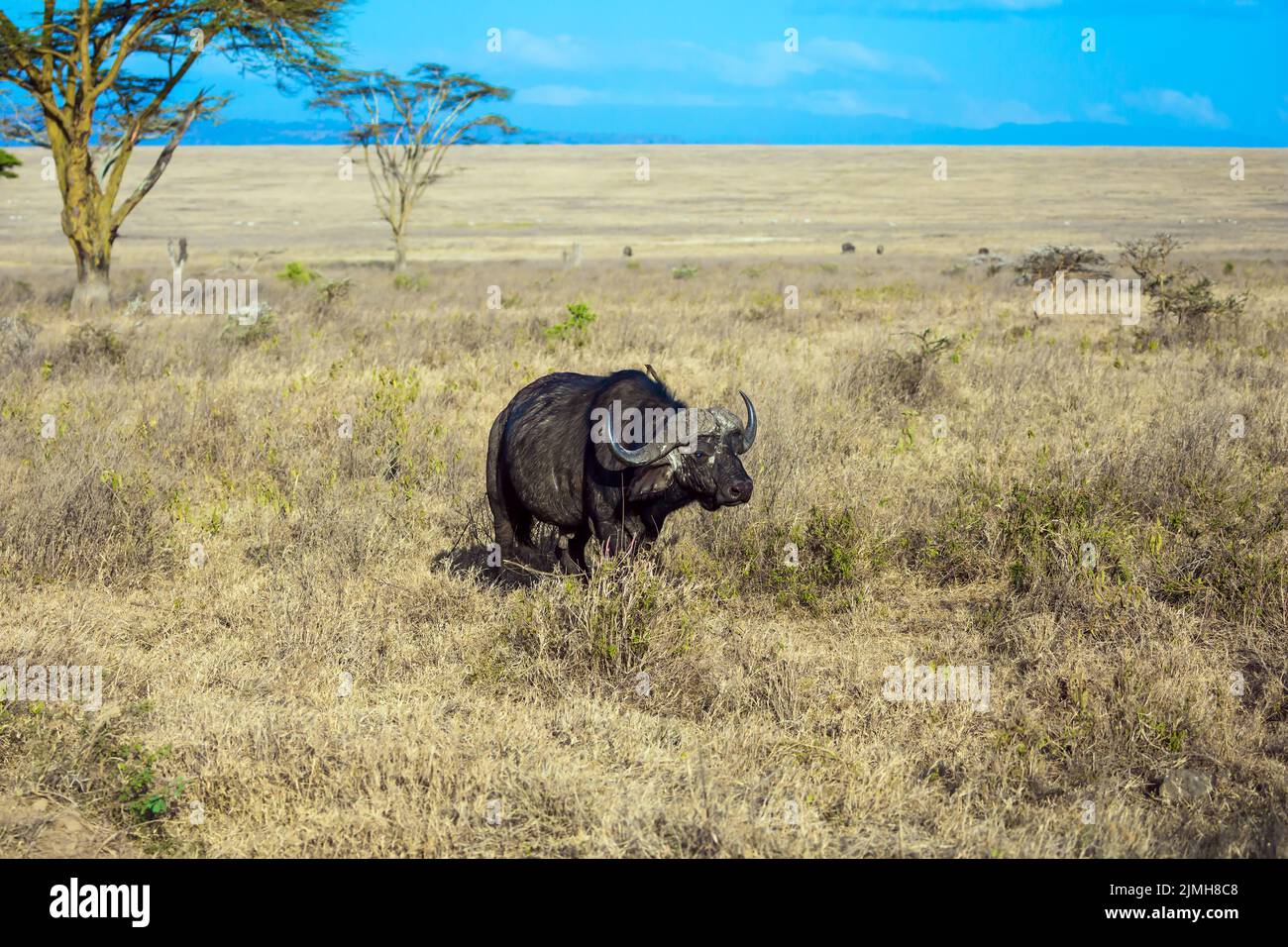 Buffalo herbivorous hi-res stock photography and images - Alamy