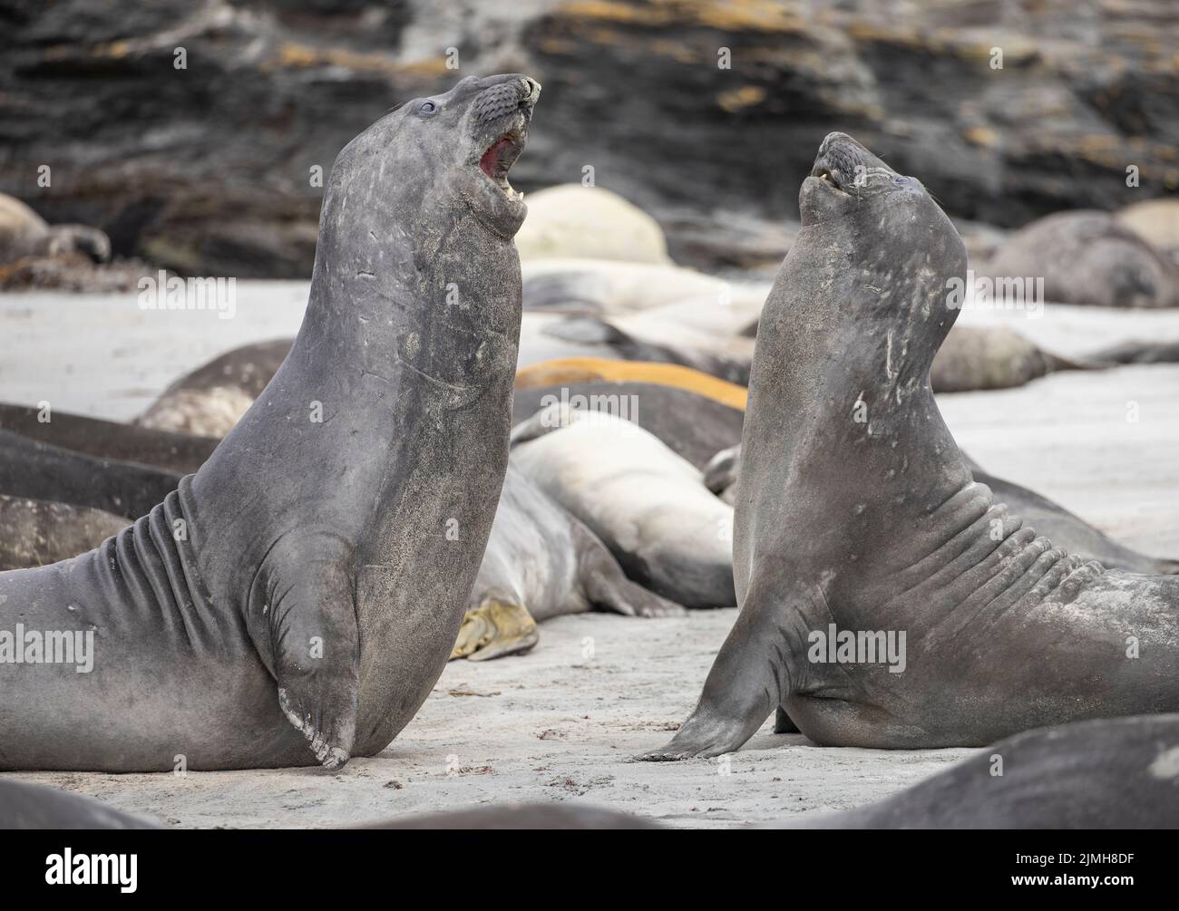 The southern elephant seal (Mirounga leonina) is the largest of the ...