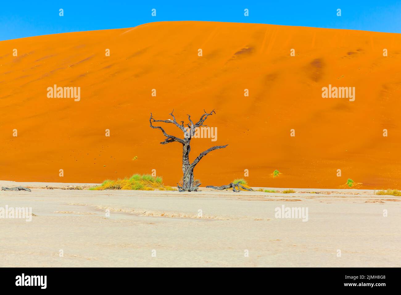 At the bottom of the big tree hi-res stock photography and images - Alamy