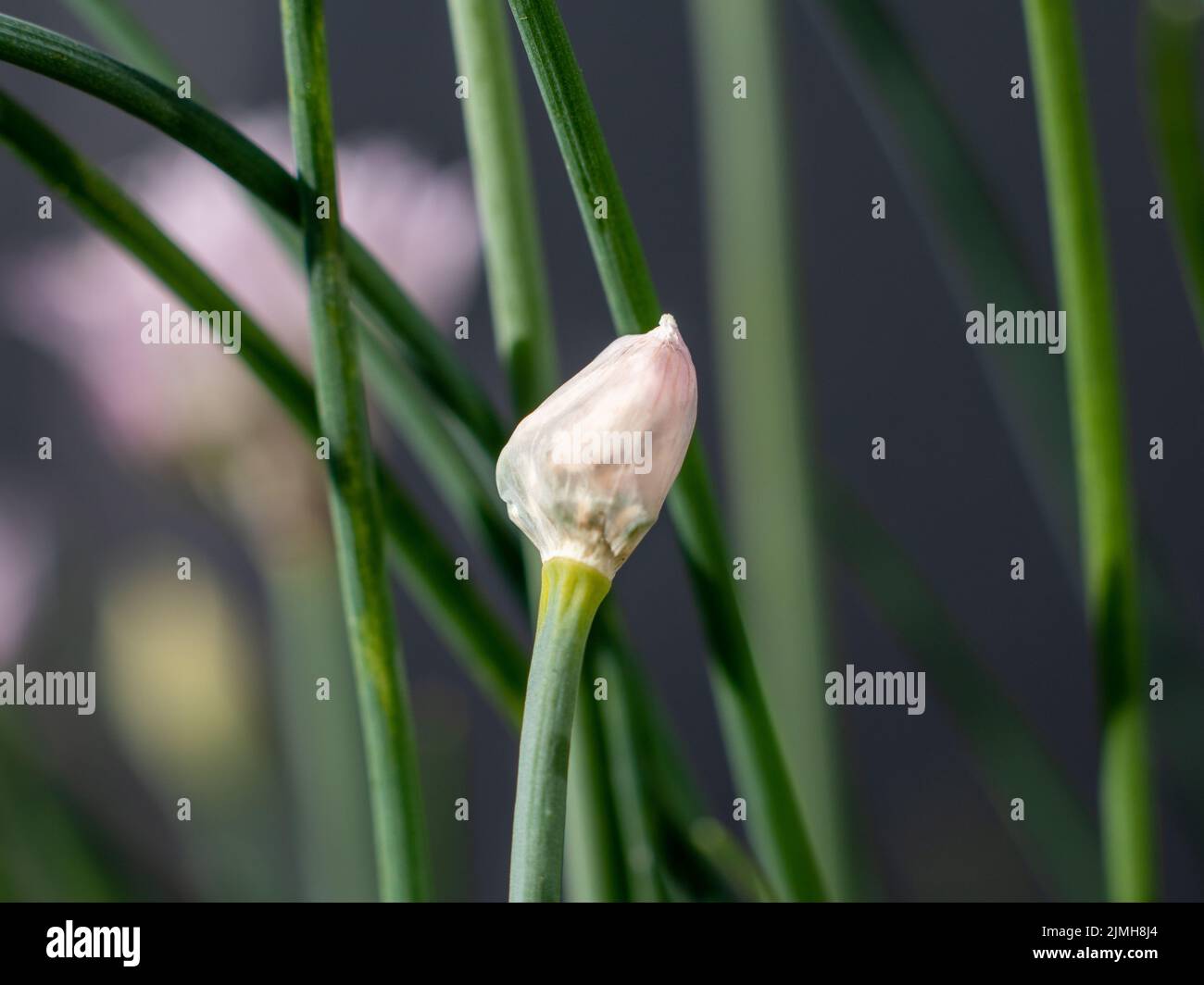 self-cultivated chives in a raised bed in summer on a balcony Stock ...