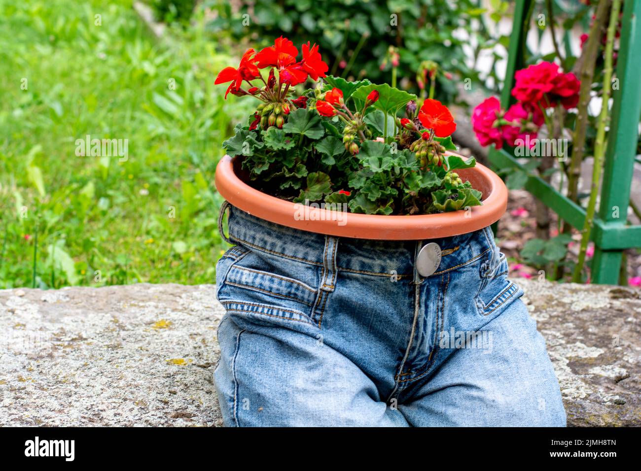Blue jeans planter with Pelargonium Peltatum red scarlet flowers ...