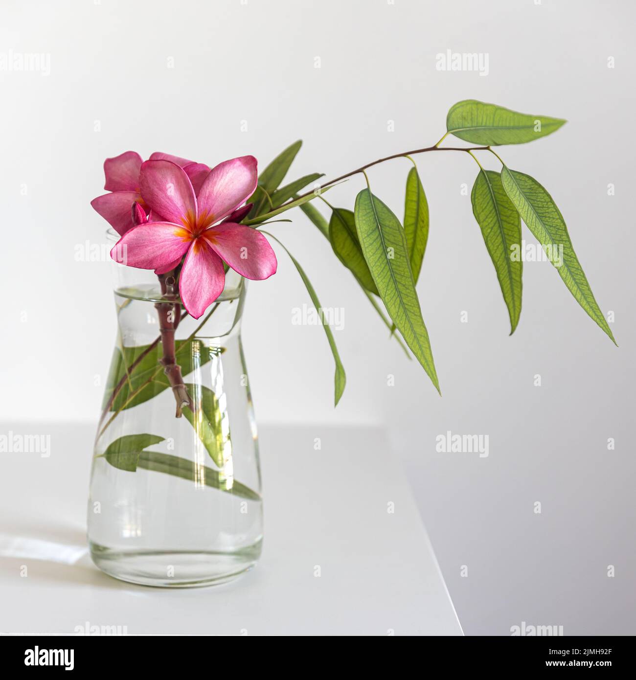 Eucalyptus camaldulensis flower hi-res stock photography and images - Alamy