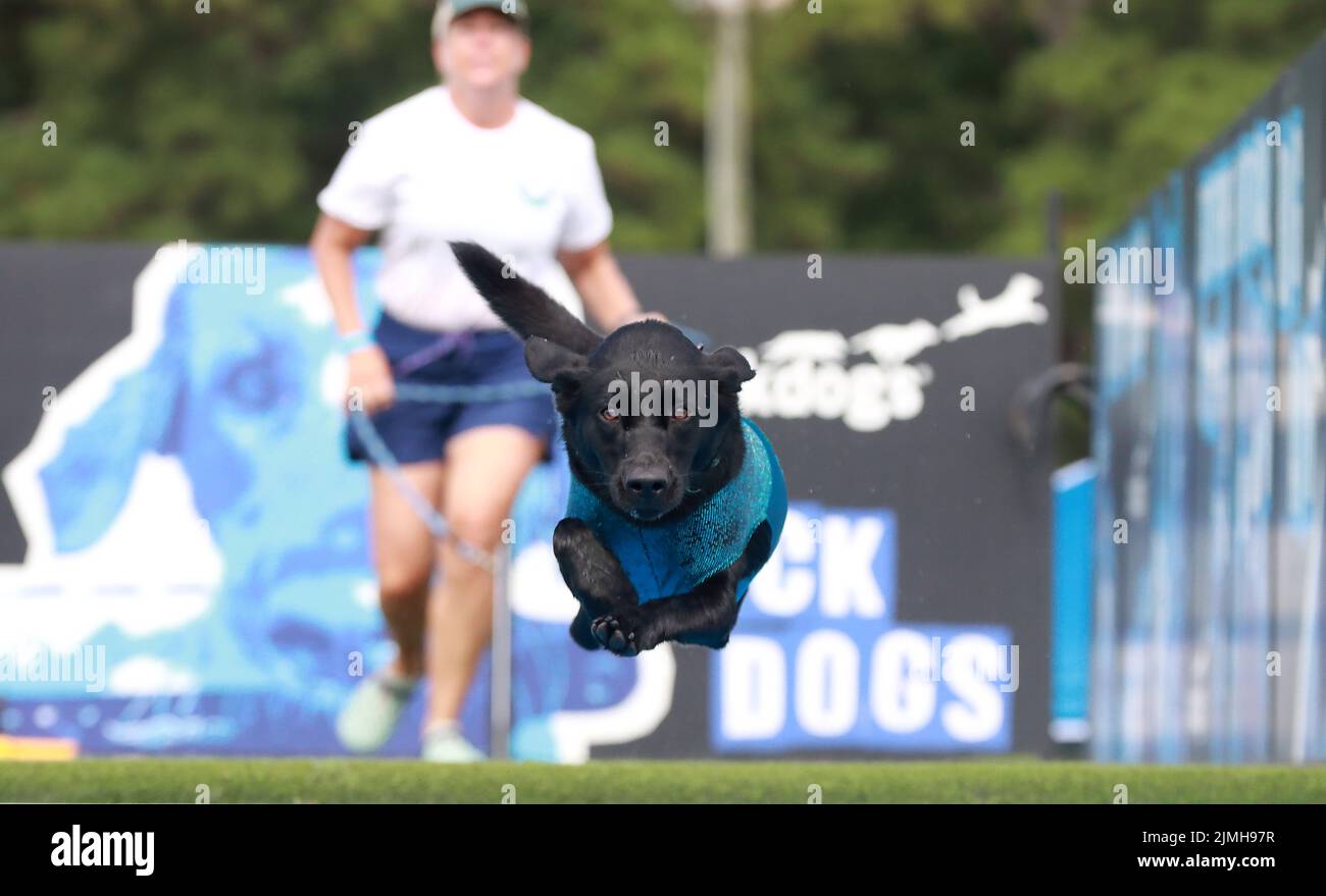 Raleigh, North Carolina, USA. 6th Aug, 2022. A dock dog leaps for a ...