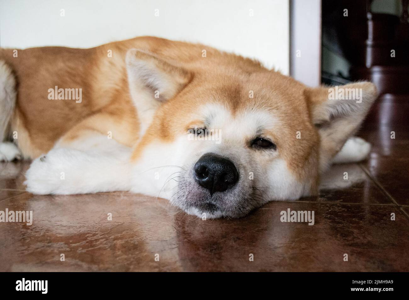 A large beautiful dog of the Akina Inu breed lies relaxed on the floor ...