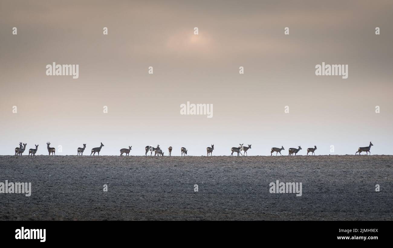 Spring red deer hi-res stock photography and images - Alamy