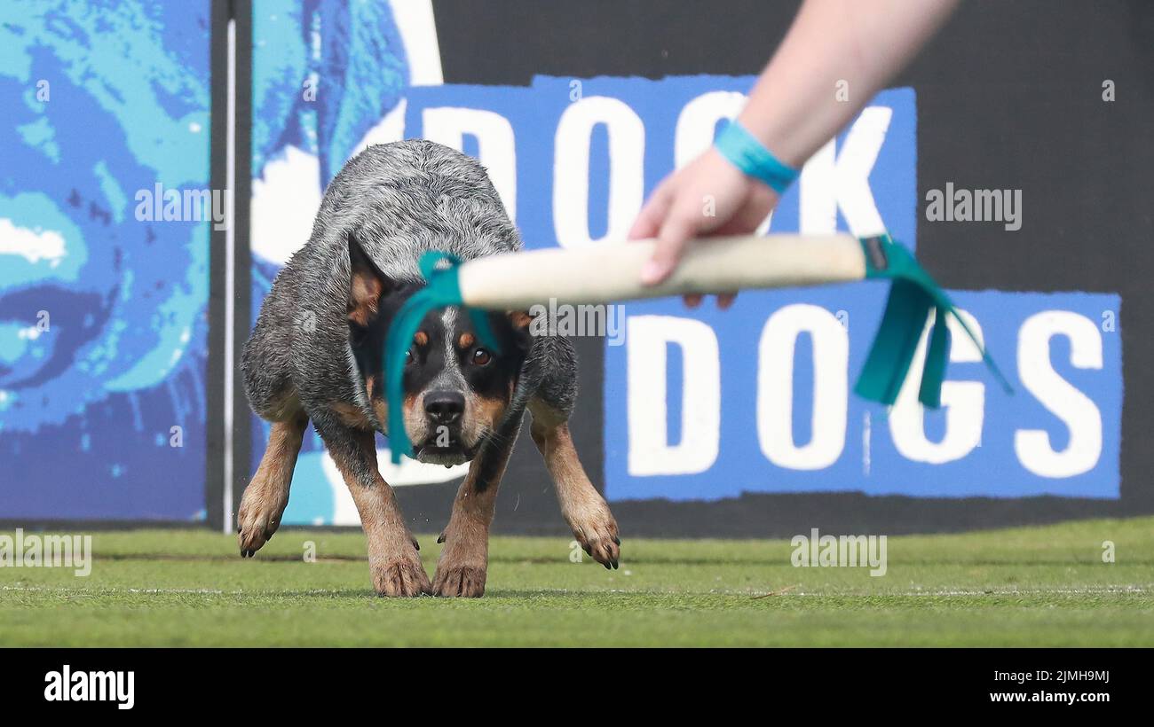 Raleigh, North Carolina, USA. 6th Aug, 2022. A dock dog prepares to ...