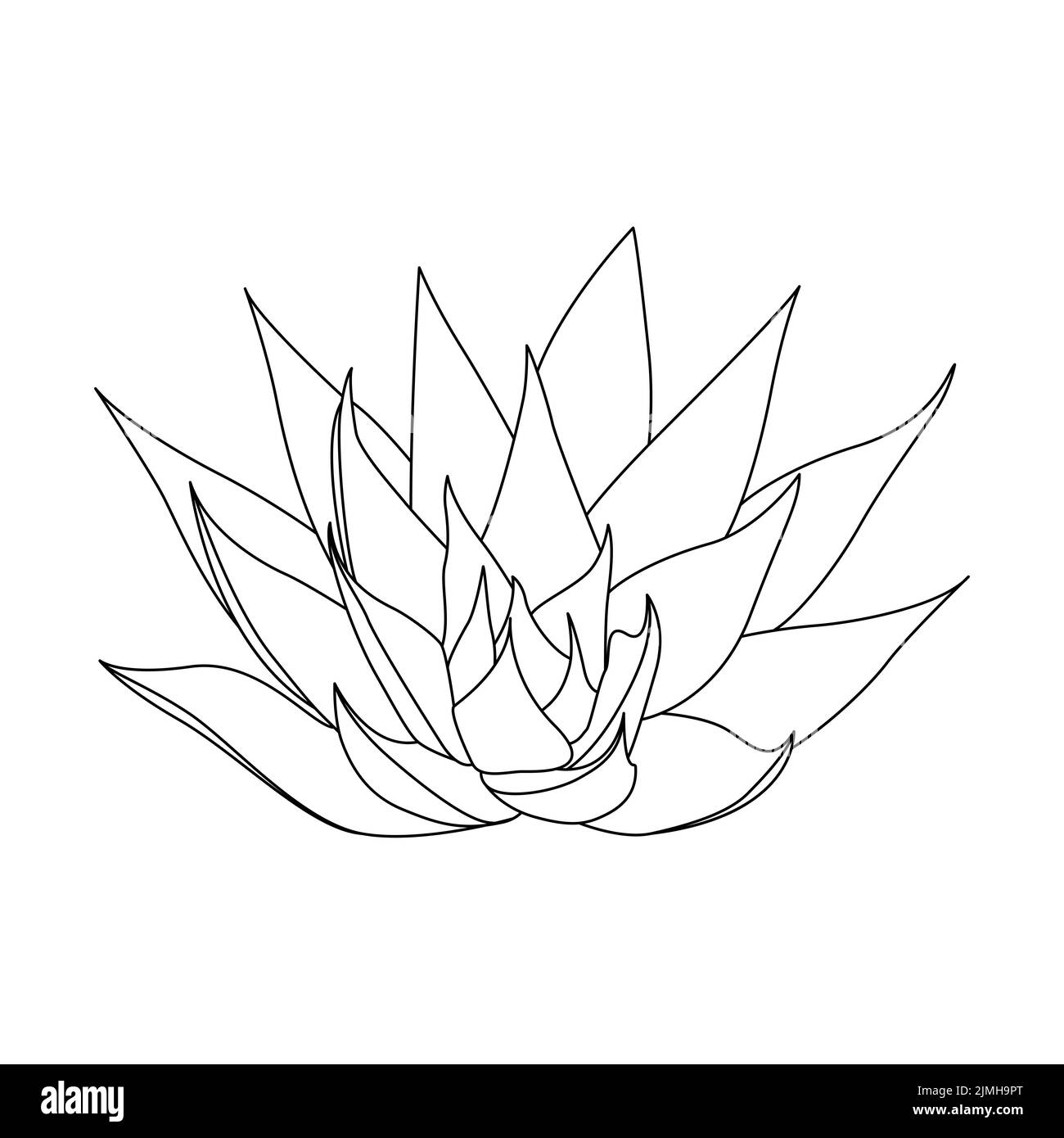 Vector hand drawn botanical Aloe Vera. Vector. Isolated background ...