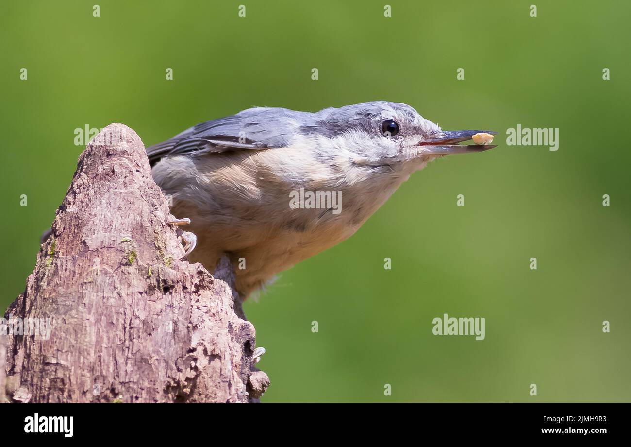 Eurasian nuthatch (Sitta europaea) sitting on a tree branch with a ...