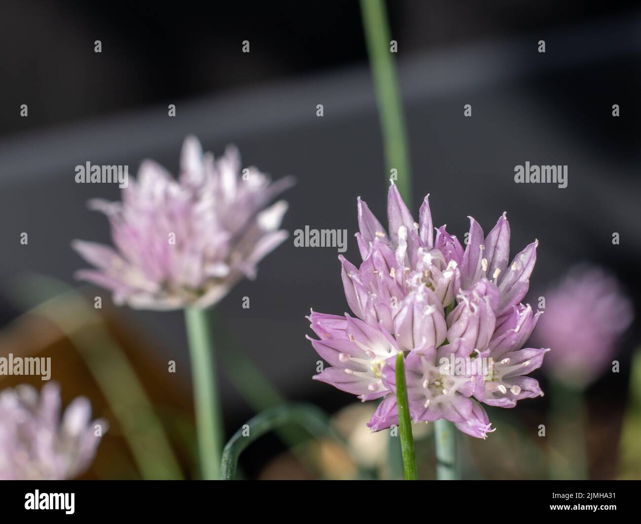 self-cultivated chives in a raised bed in summer on a balcony Stock ...