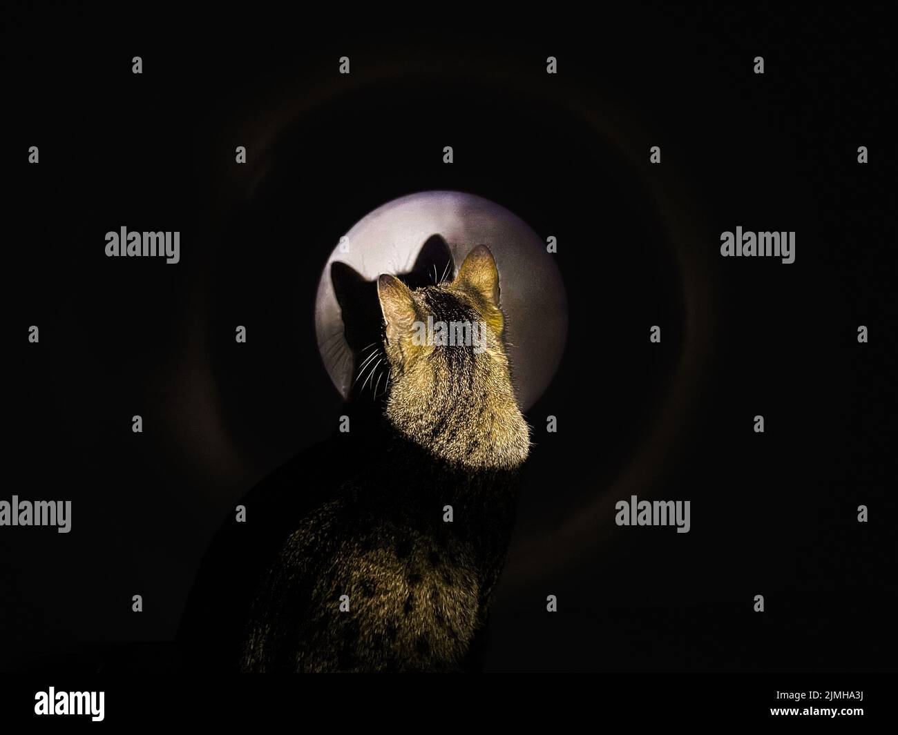 A gray striped cat seen in a circle shaped light in the darkness Stock ...