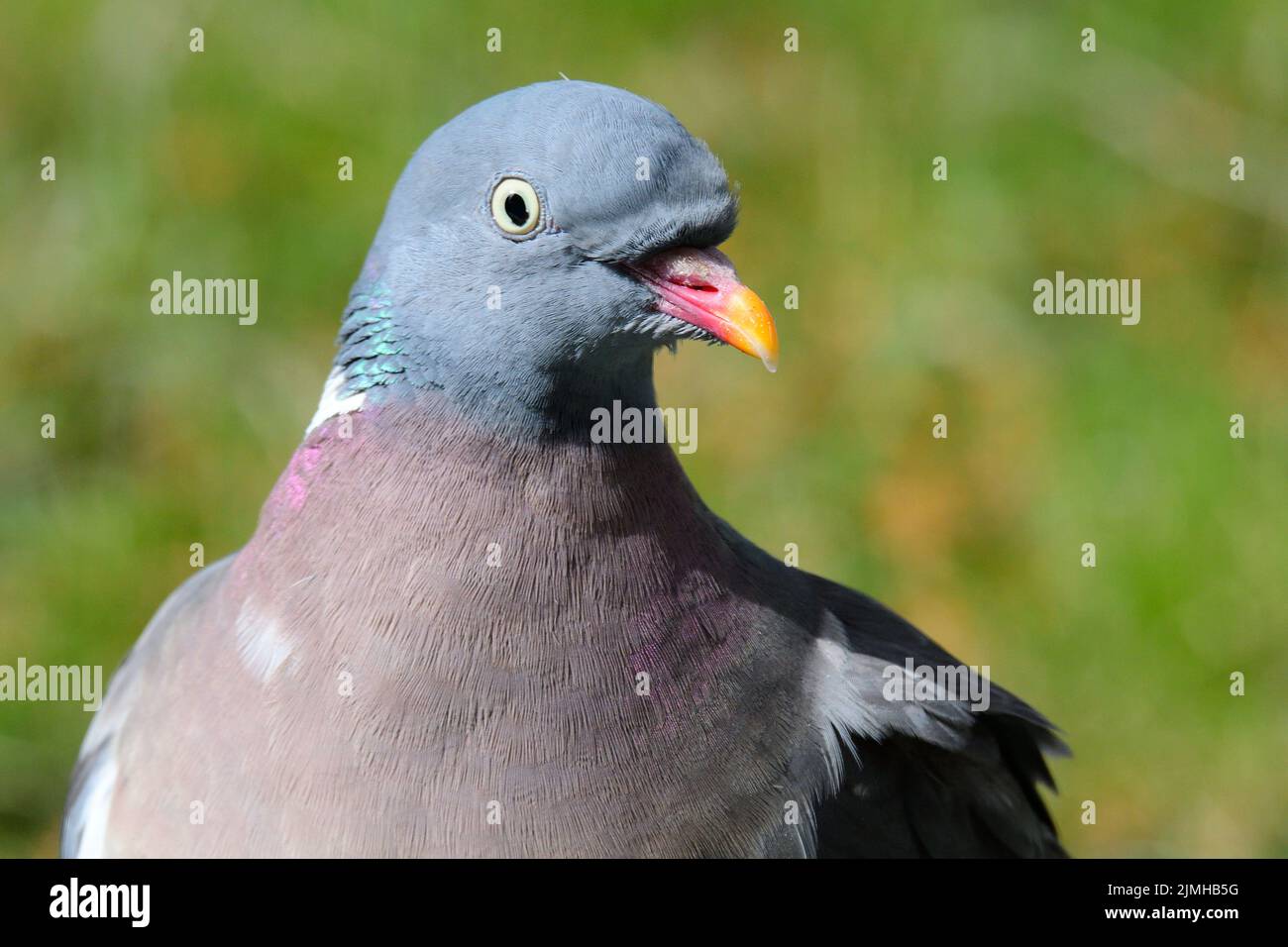 Common wood pigeon Stock Photo - Alamy