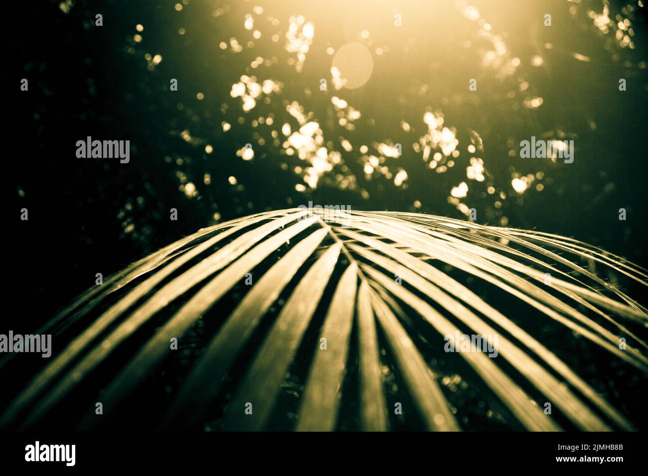 Exotic palm icon outline hi-res stock photography and images - Alamy