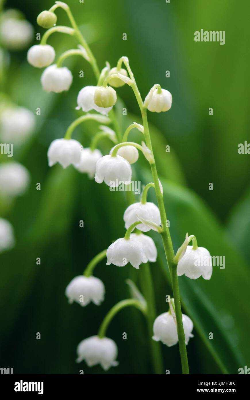 May lilies (Lilies of the valley) flowering in spring, closeup Stock ...