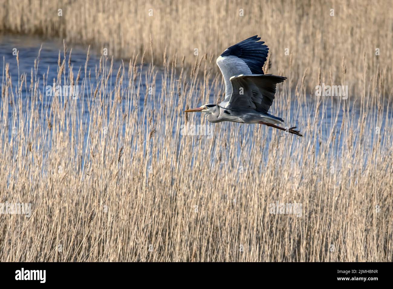 Black heron in shallow hi-res stock photography and images - Alamy