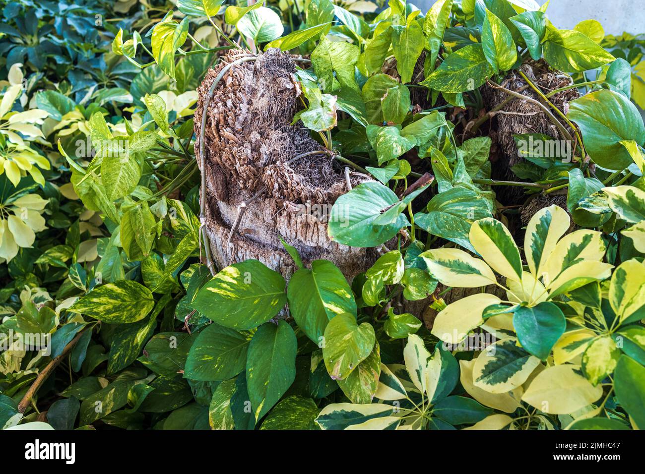 Tropical plants Schefflera and Scindapsus around a stump Stock Photo ...
