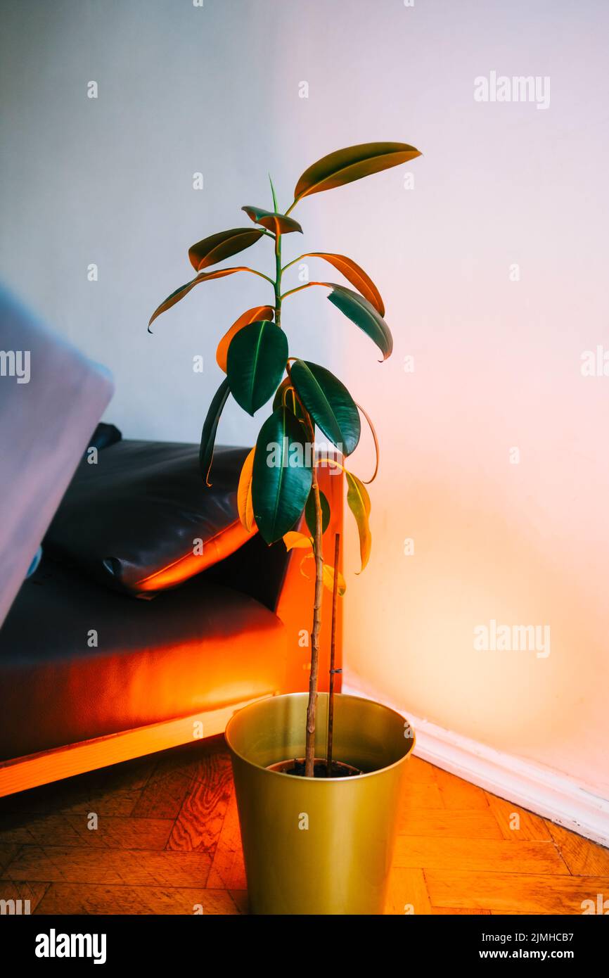 Ficus plant in modern living room interior Stock Photo - Alamy