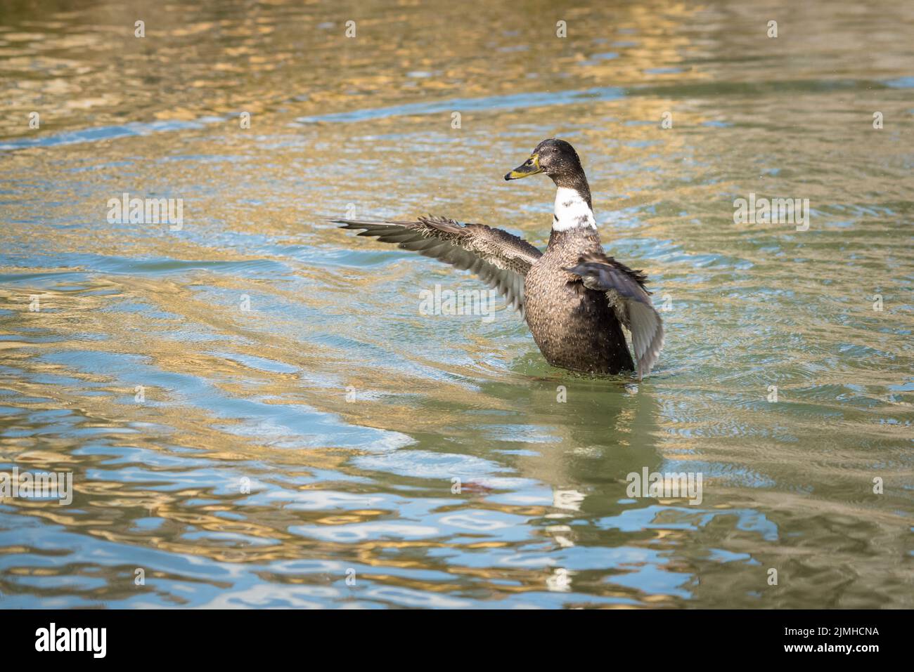 A mallard duck stretching his wings at the waters edge Stock Photo - Alamy