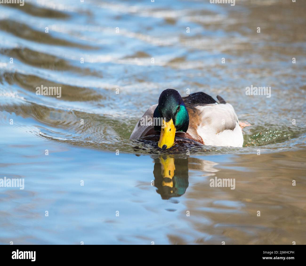 Beautiful duck swimming in hi-res stock photography and images - Alamy