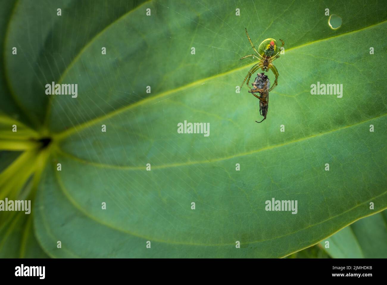 A closeup of a spider that caught an insect on its web Stock Photo - Alamy