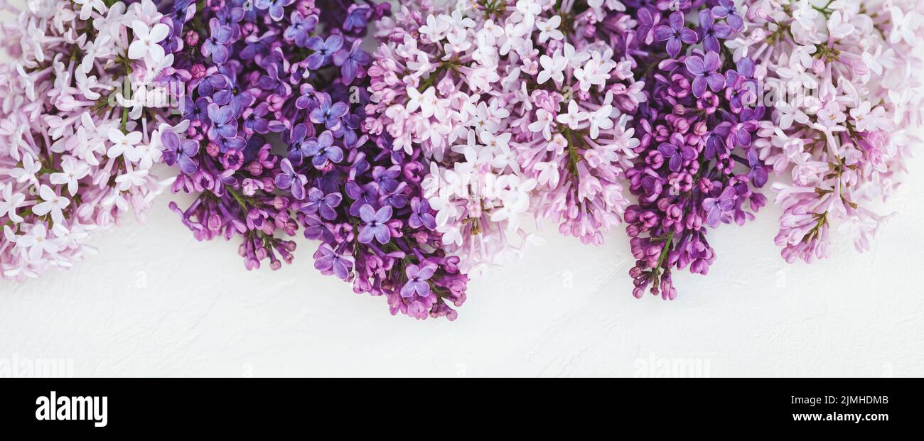 Lilac flowers border, purple and pink flowers, large banner size Stock ...