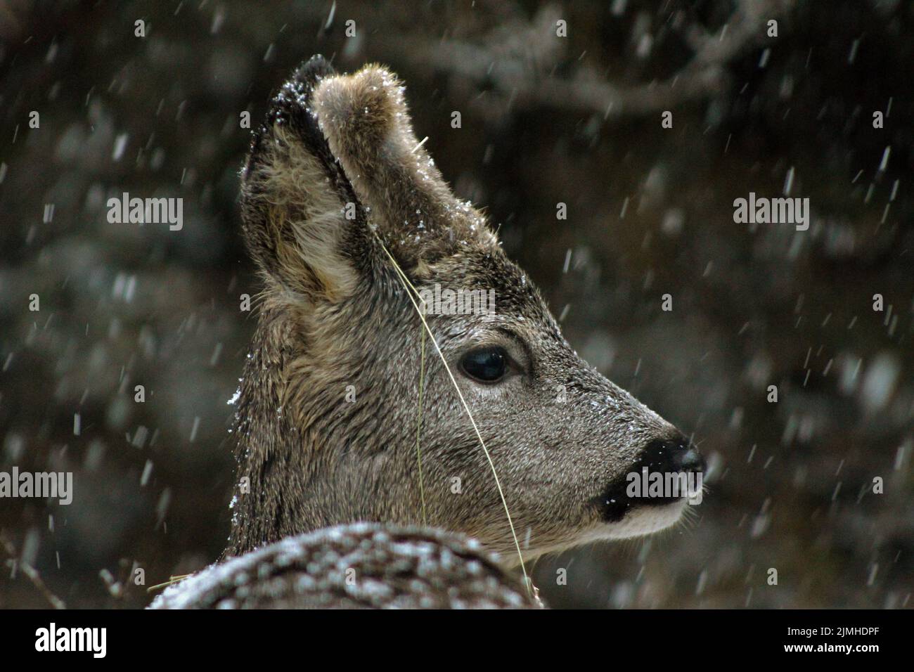 European roe buck (Capreolus capreolus) in the middle of a heavy snow ...