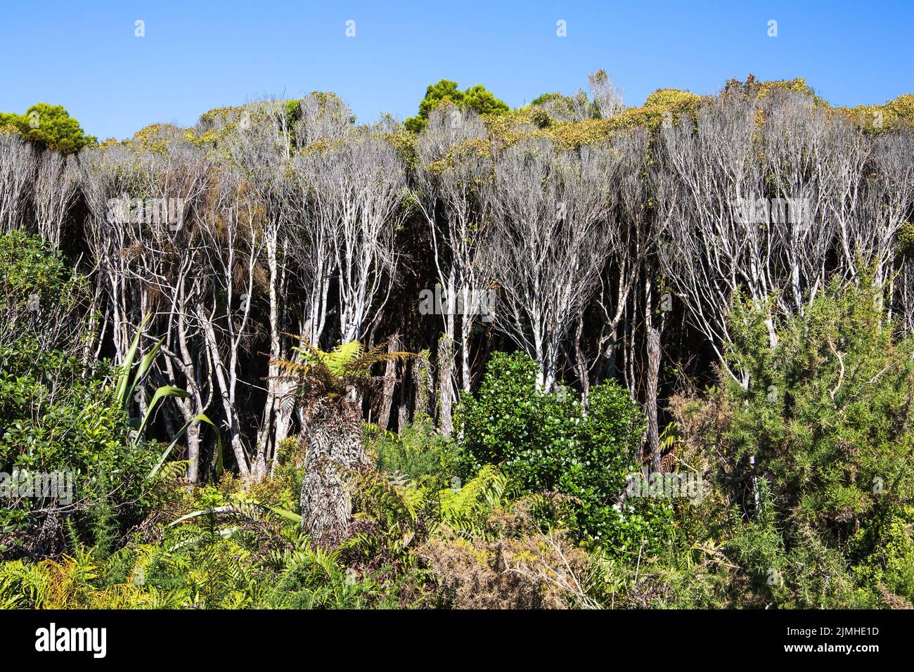 Knight's Point, the Pacific coast Stock Photo - Alamy