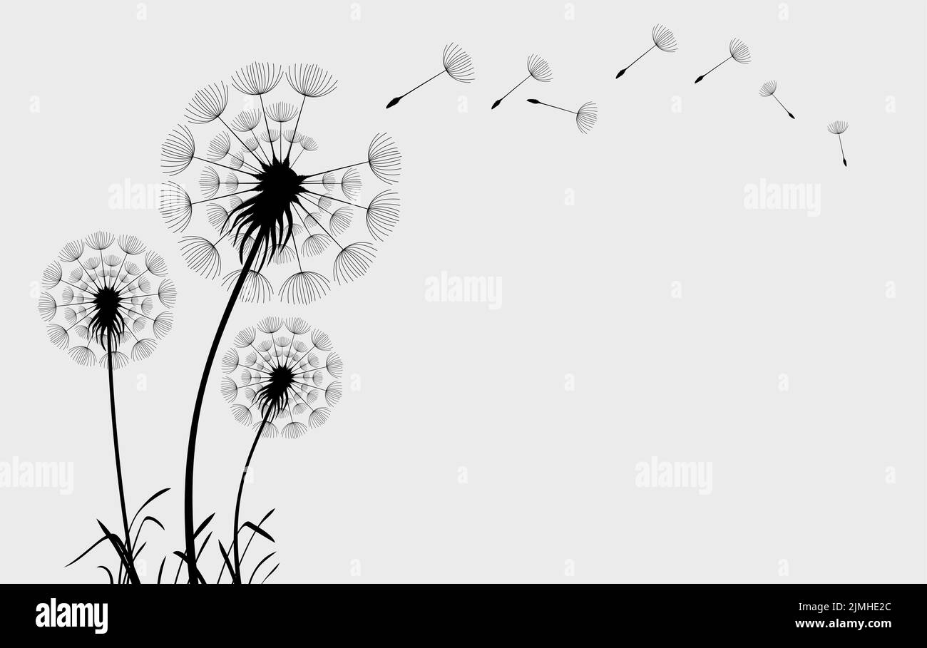 A vector design of blowing dandelion buds in black isolated on a white ...