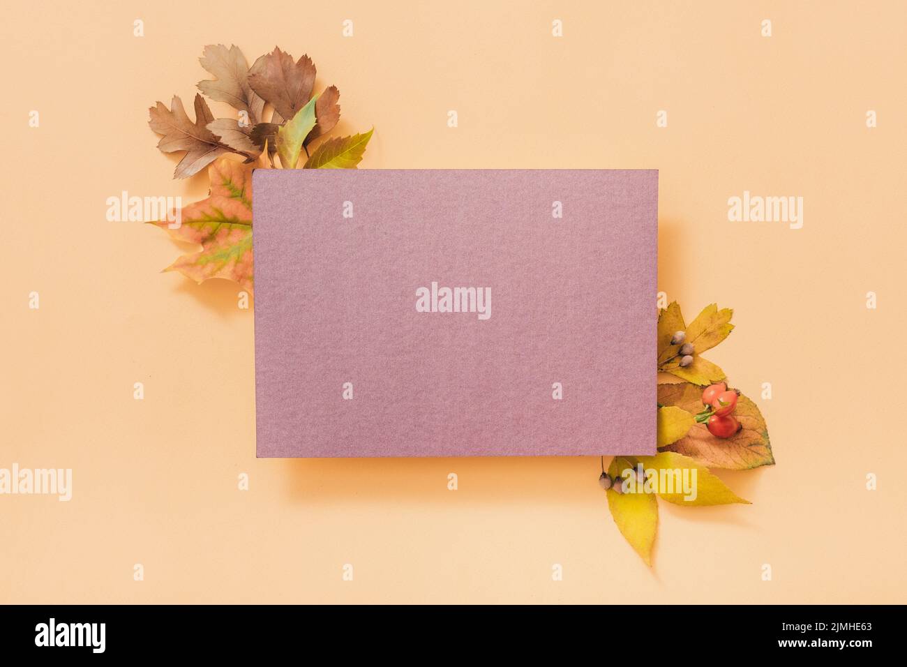 autumn greeting card purple paper peach background Stock Photo - Alamy